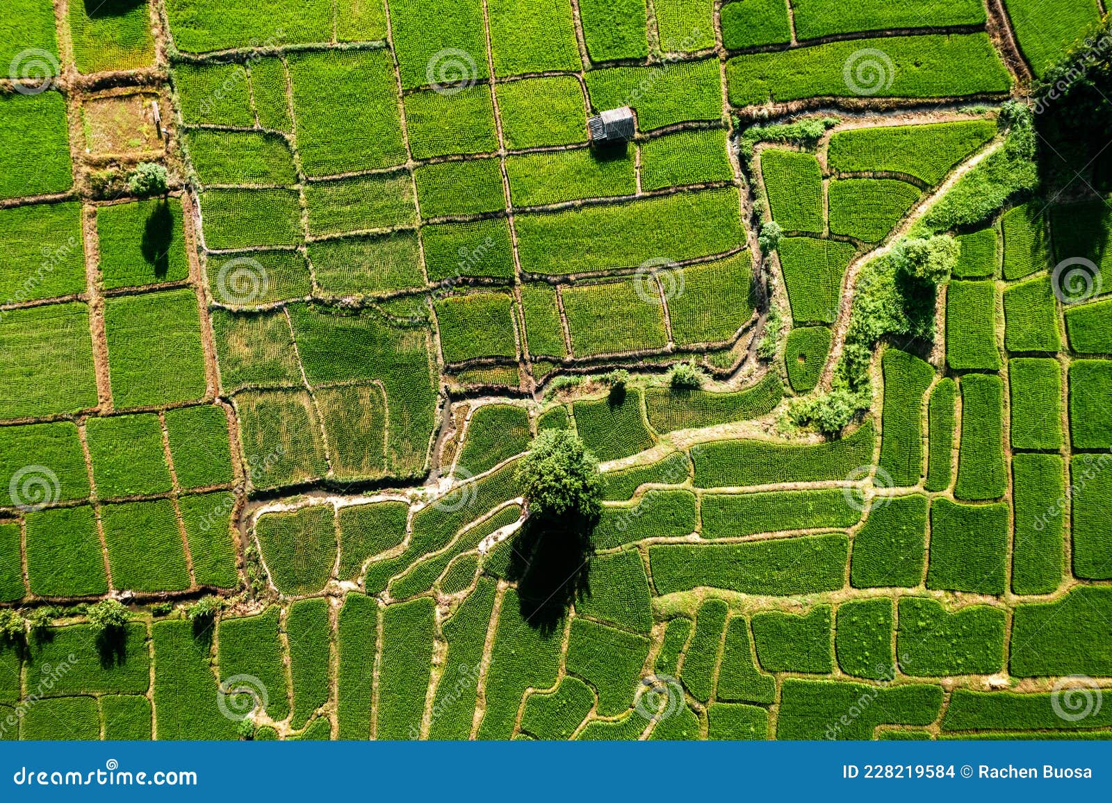 Rice Field ,Aerial View of Rice Fields Stock Photo - Image of thailand ...