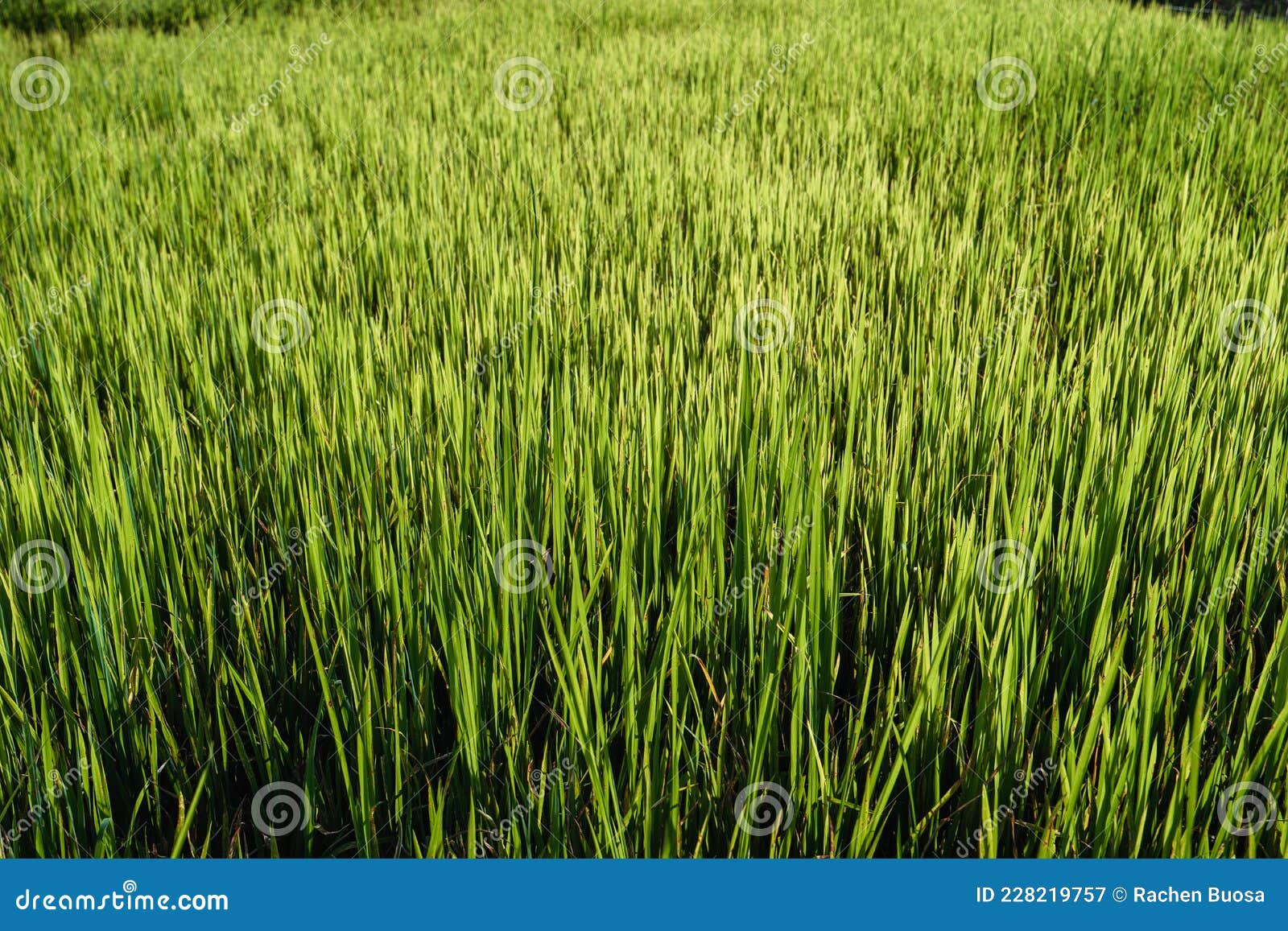 Rice Field ,Aerial View of Rice Fields Stock Image - Image of travel ...