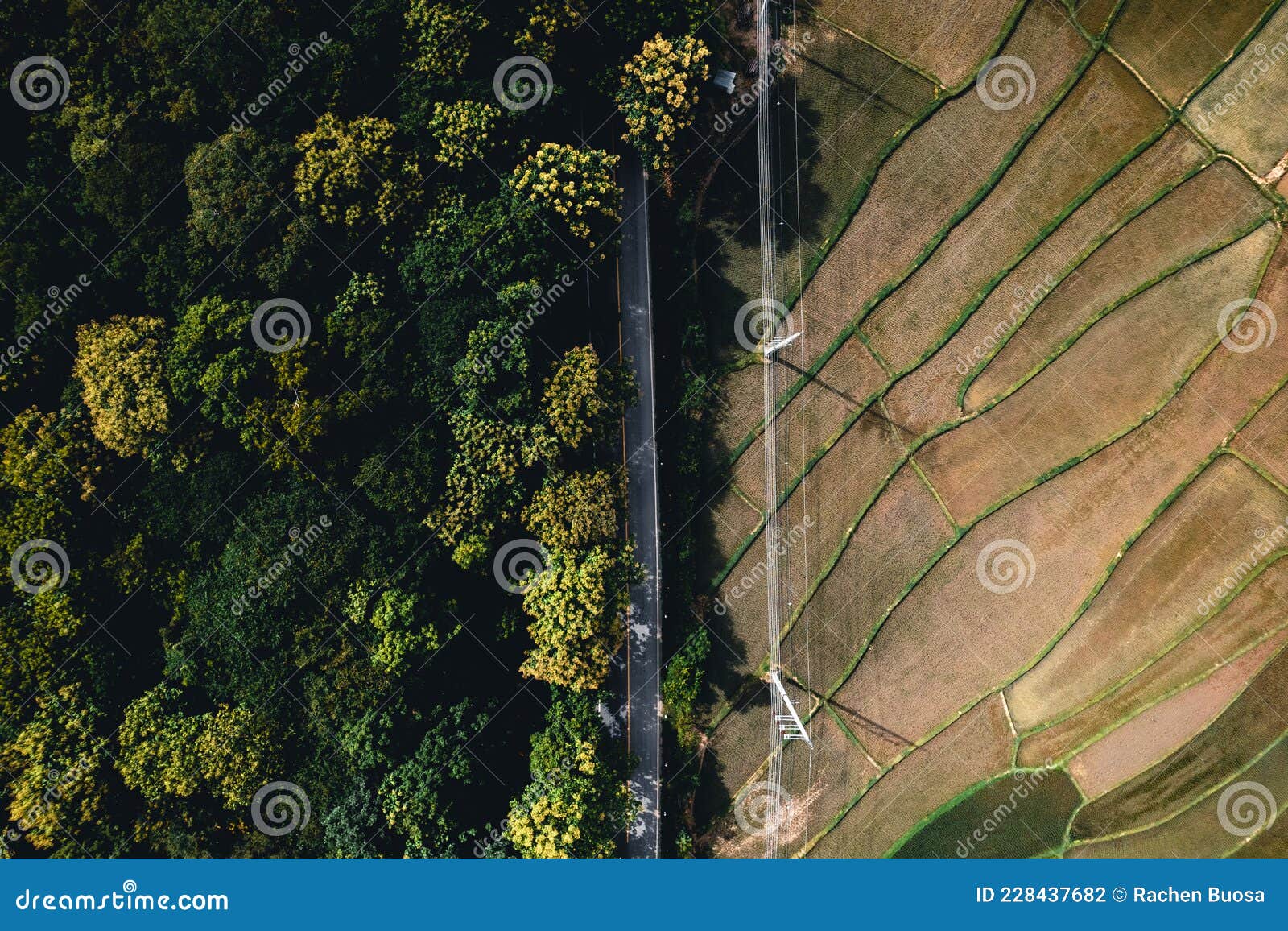 Rice Field ,Aerial View of Rice Fields Stock Photo - Image of ...