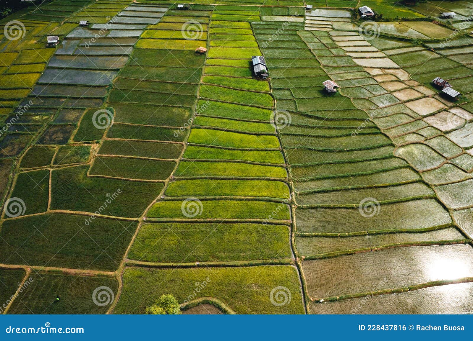 Rice Field ,Aerial View of Rice Fields Stock Photo - Image of outdoor ...