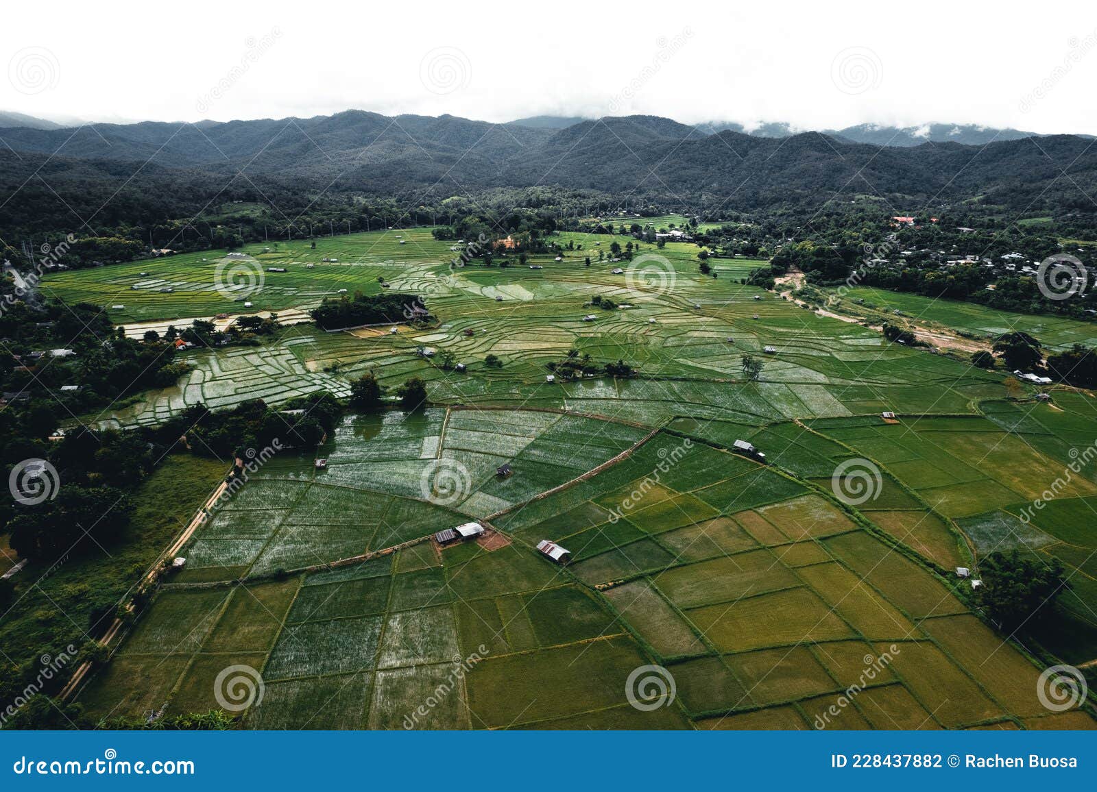 Rice Field ,Aerial View of Rice Fields Stock Photo - Image of food ...