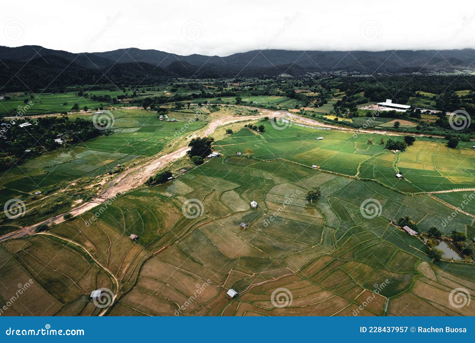 Rice Field ,Aerial View of Rice Fields Stock Image - Image of growth ...