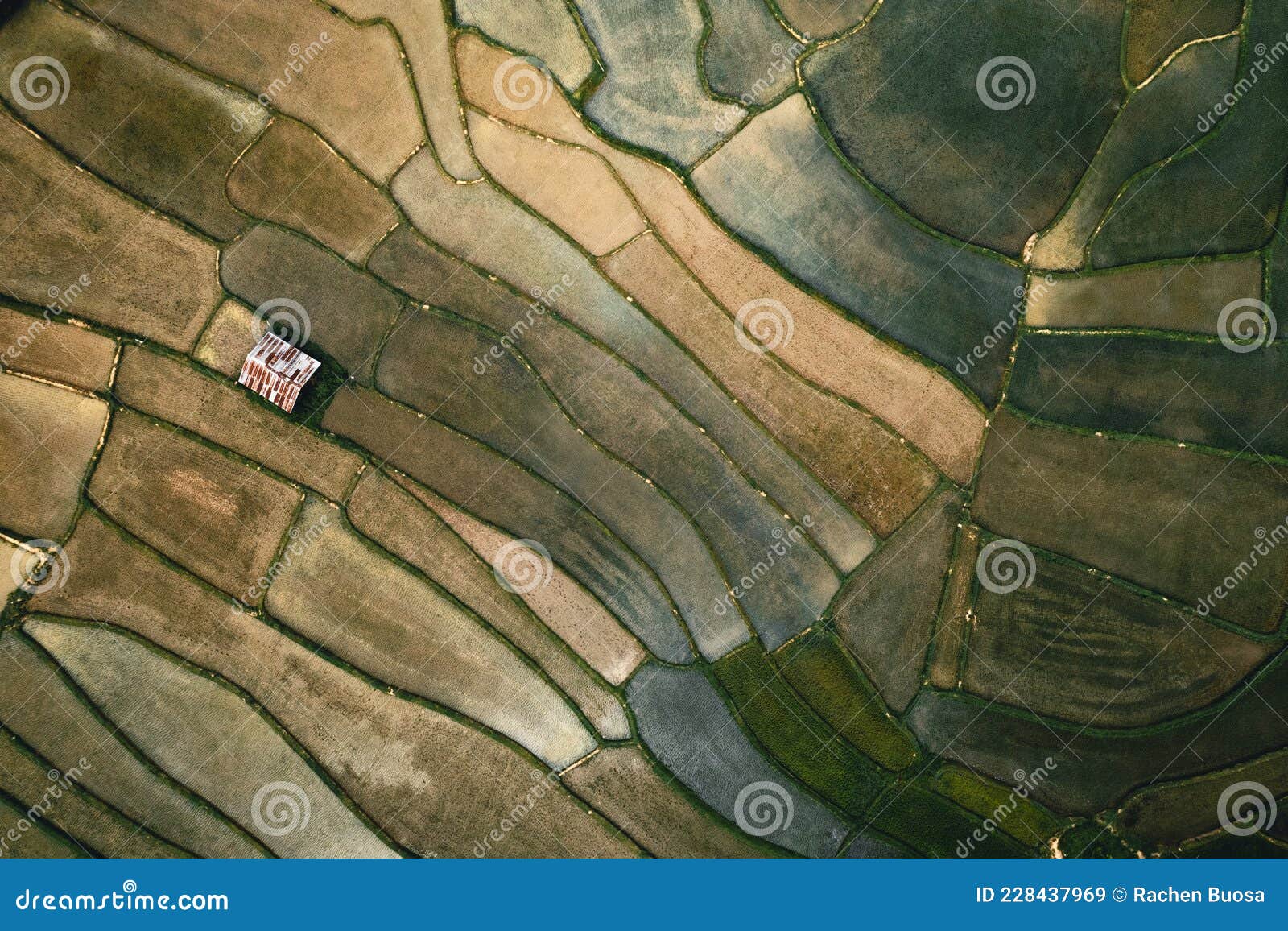 Rice Field ,Aerial View of Rice Fields Stock Image - Image of ...