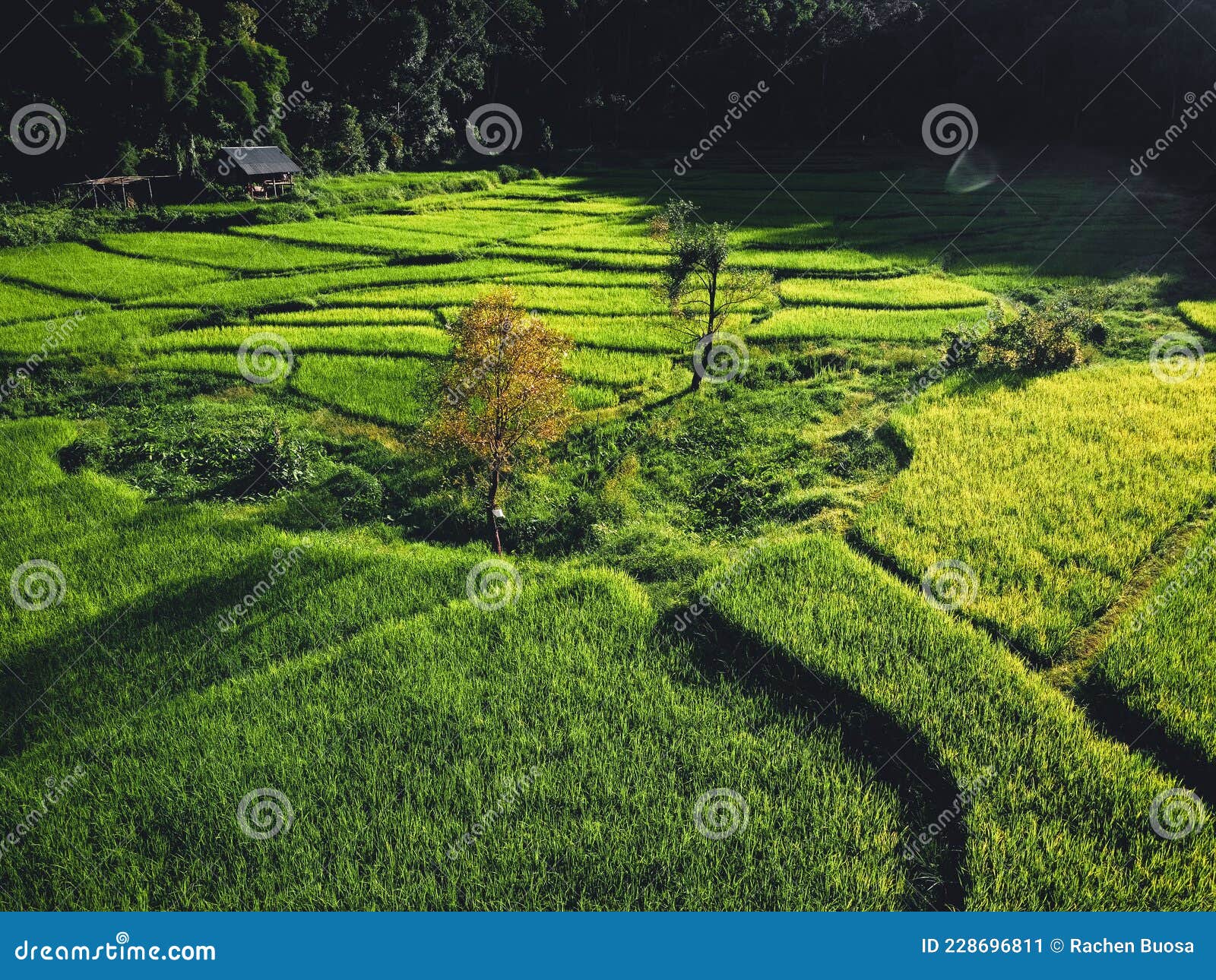 Rice Field ,Aerial View of Rice Fields Stock Image - Image of view ...