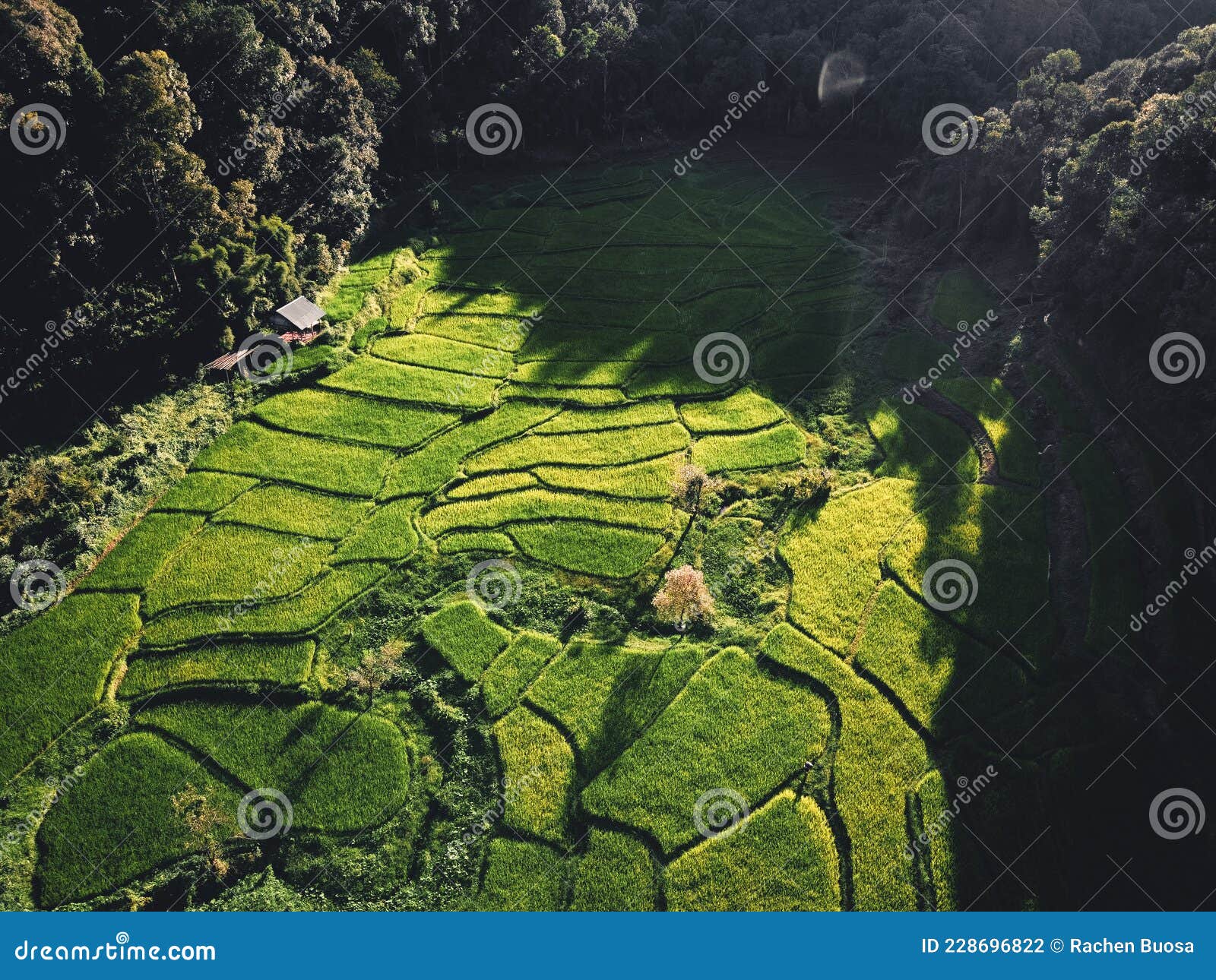 Rice Field ,Aerial View of Rice Fields Stock Photo - Image of ...