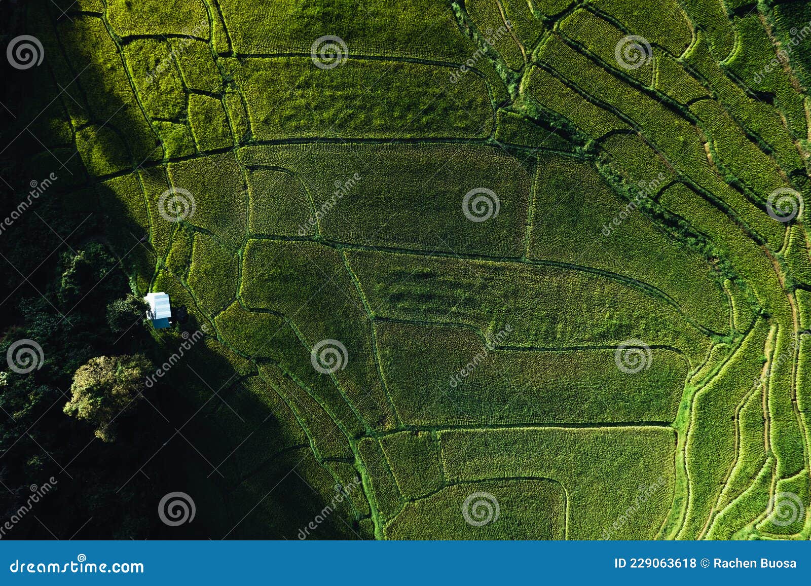 Rice Field ,Aerial View of Rice Fields Stock Photo - Image of ...
