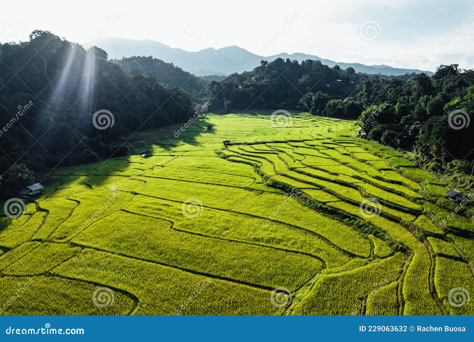 Rice Field ,Aerial View of Rice Fields Stock Photo - Image of ...