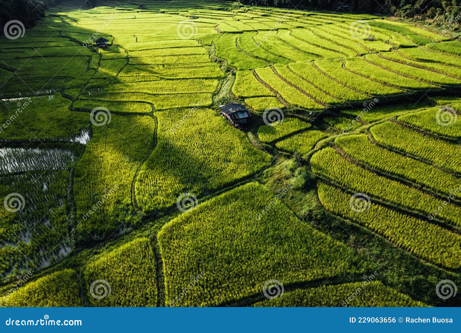 Rice Field ,Aerial View of Rice Fields Stock Photo - Image of ...