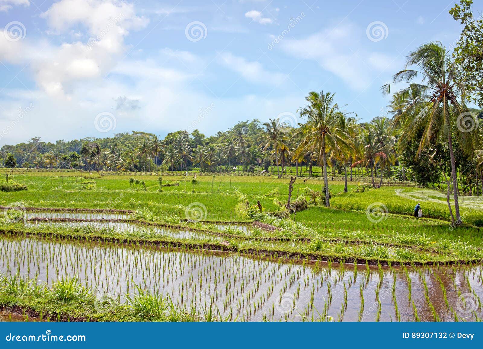 Rice Field Agricultural Landscape in the Countryside from Java ...