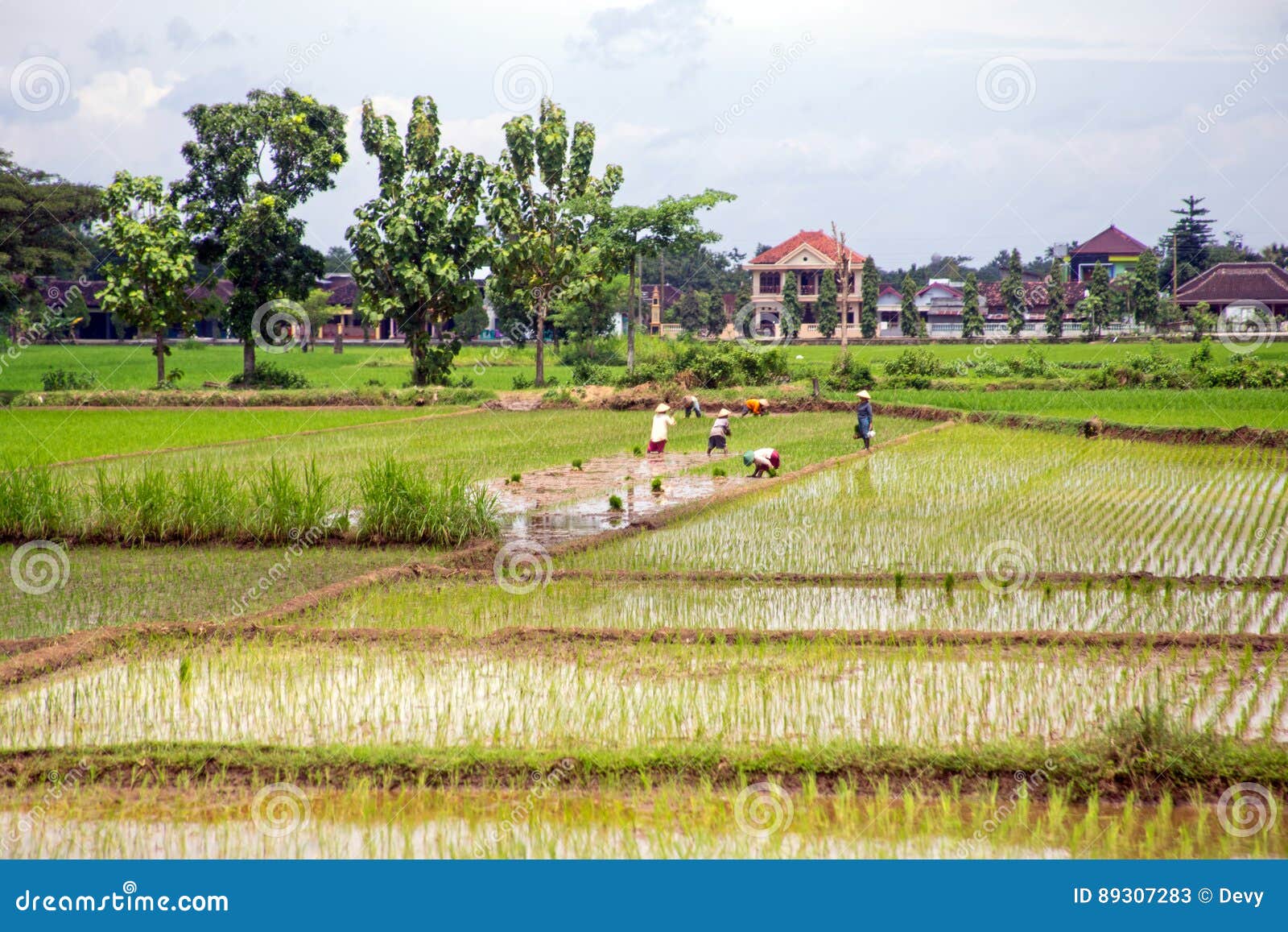Rice Field Agricultural Landscape in the Countryside from Java ...