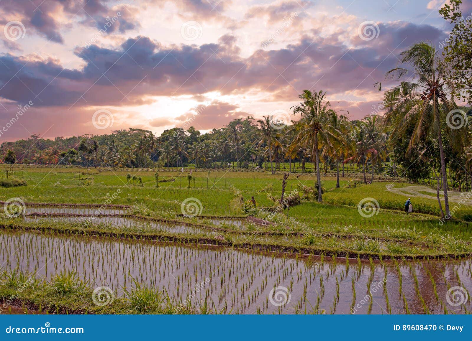 Rice Field Agricultural Landscape in the Countryside from Java ...
