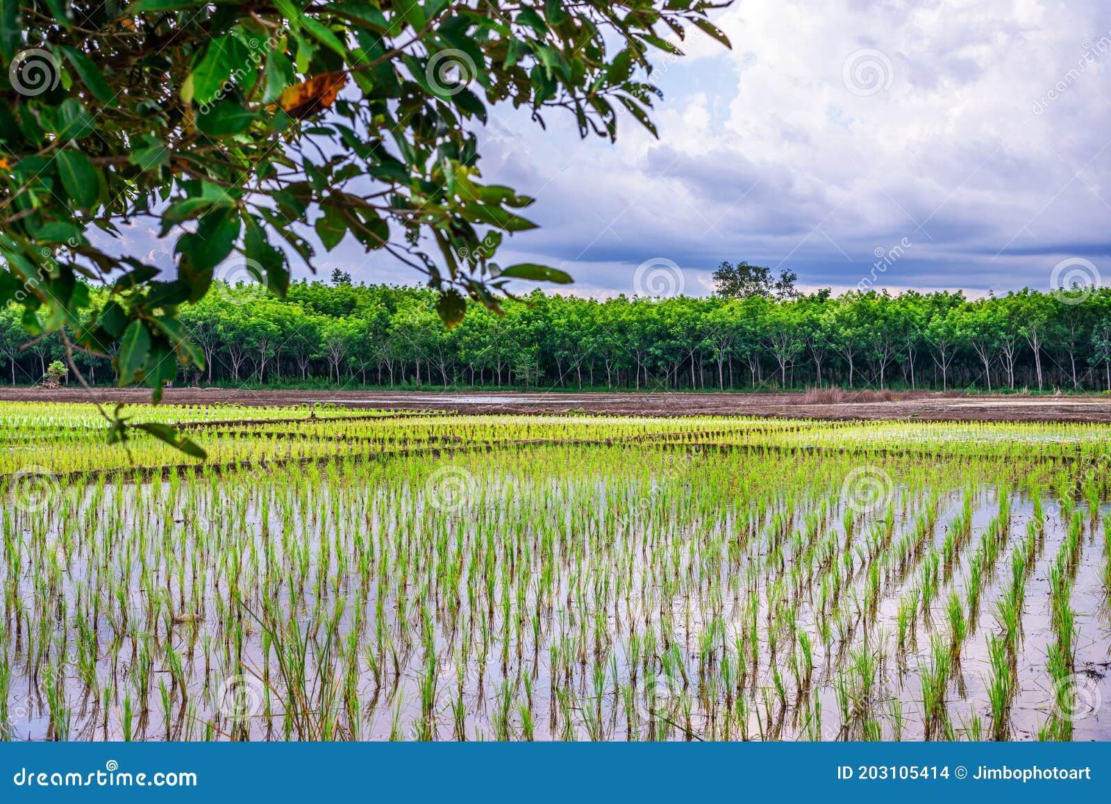 Rice Field, Agriculture, Paddy, with Sky and Cloud Rain Stock Photo ...
