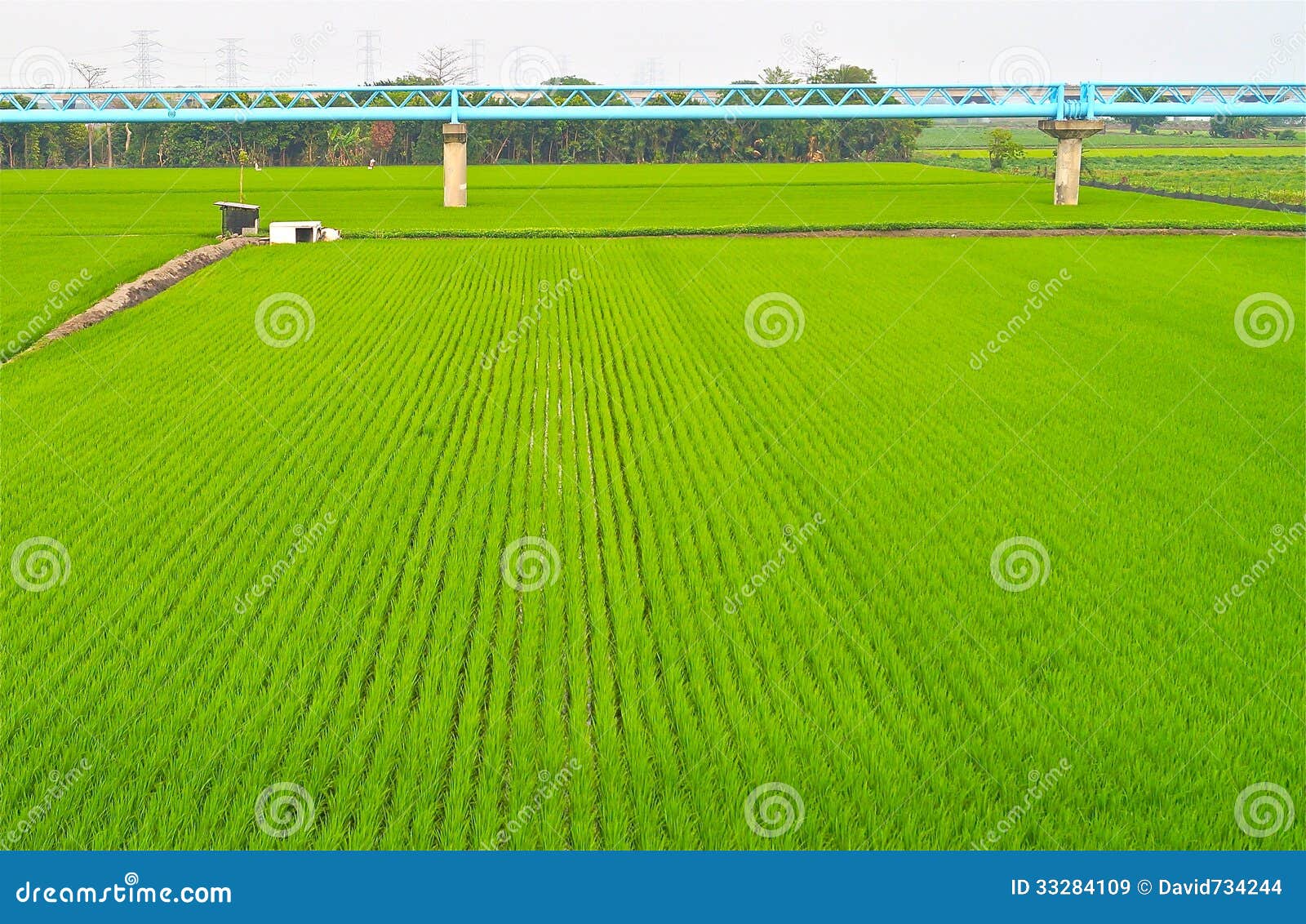 Rice field stock image. Image of plant, field, growth - 33284109