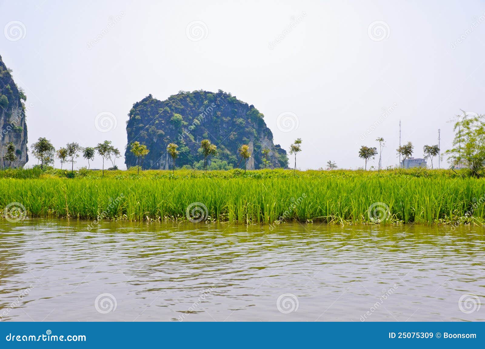 Rice field along river stock image. Image of mountain - 25075309