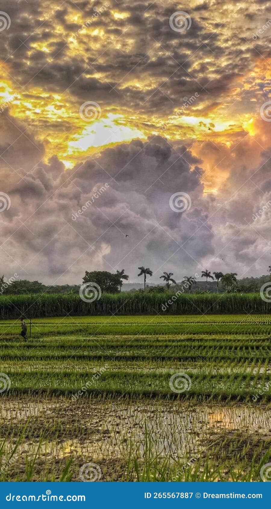 Rice Field stock image. Image of rice, views, field - 265567887