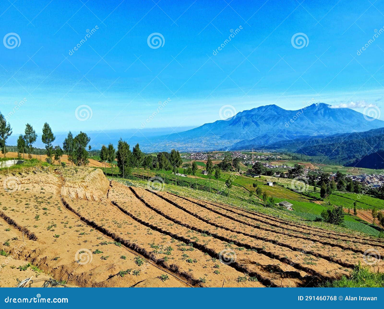 Rice Field Area in the Arjuna Mountains with Panderman Mountain View ...