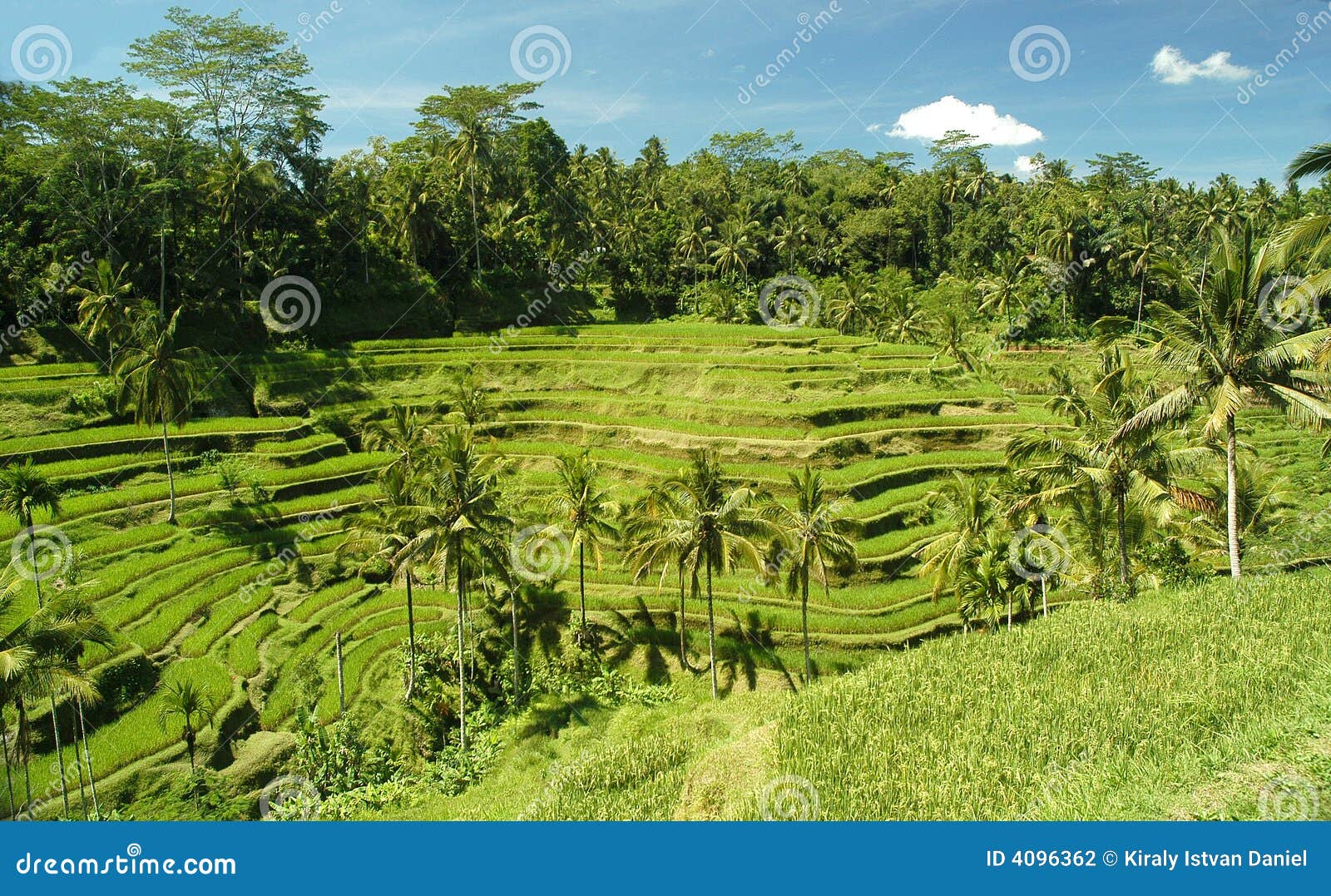 Rice field in Asia stock photo. Image of earth, grains - 4096362