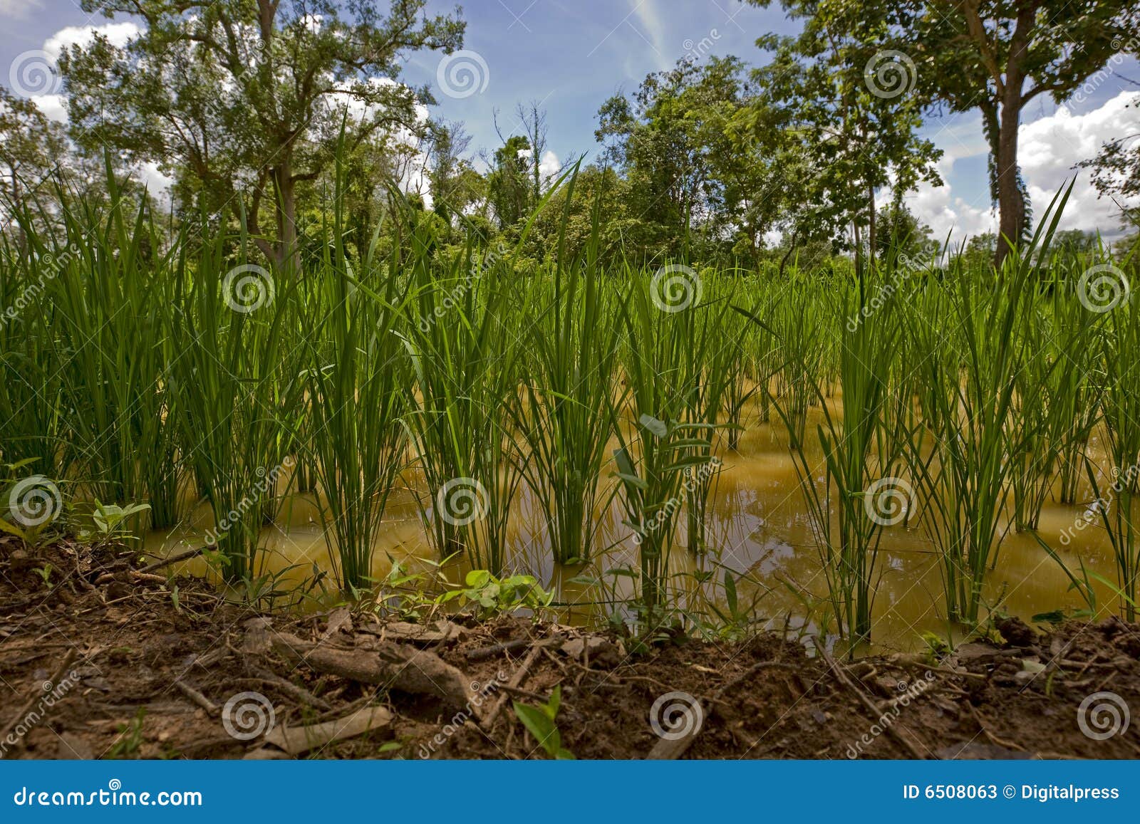 Rice Field In Asia, Picture. Image: 6508063