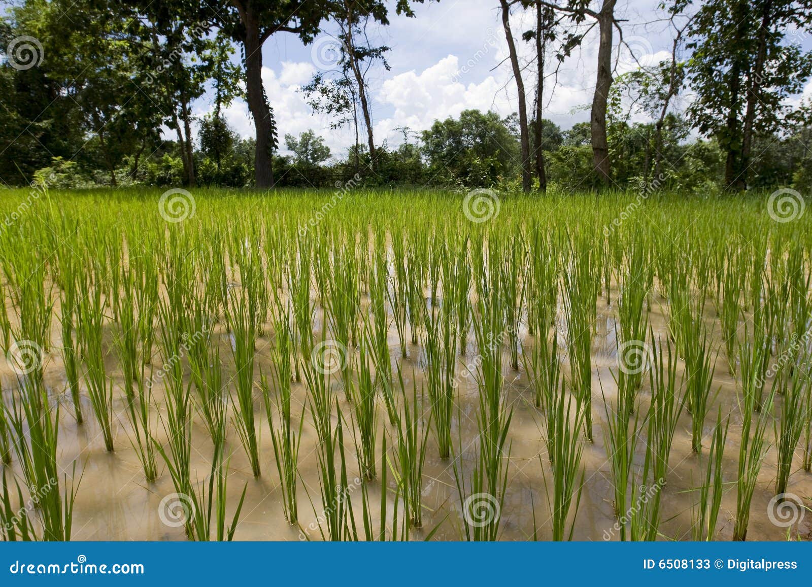 Rice Field In Asia, Picture. Image: 6508133