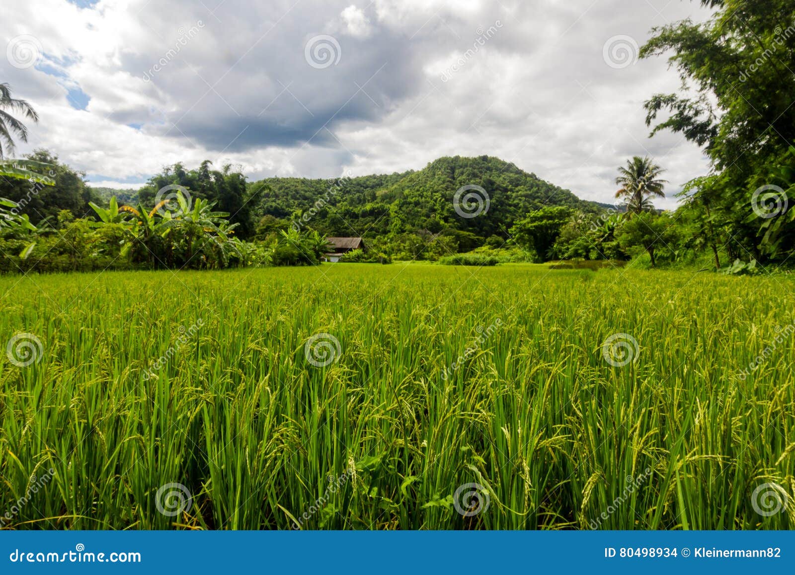 A rice field in Asia stock photo. Image of foodstuffs - 80498934