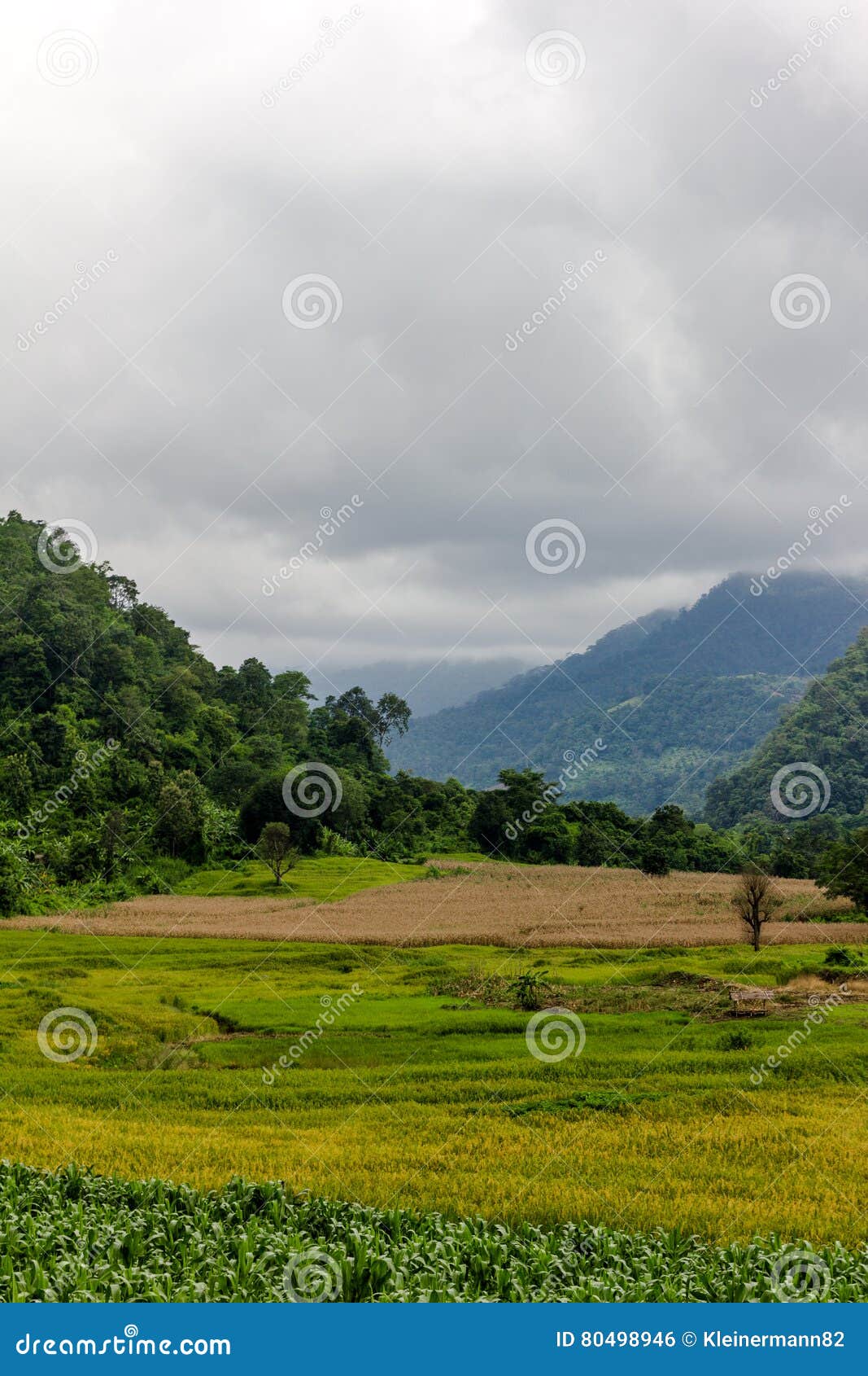A rice field in Asia stock photo. Image of field, pattern - 80498946