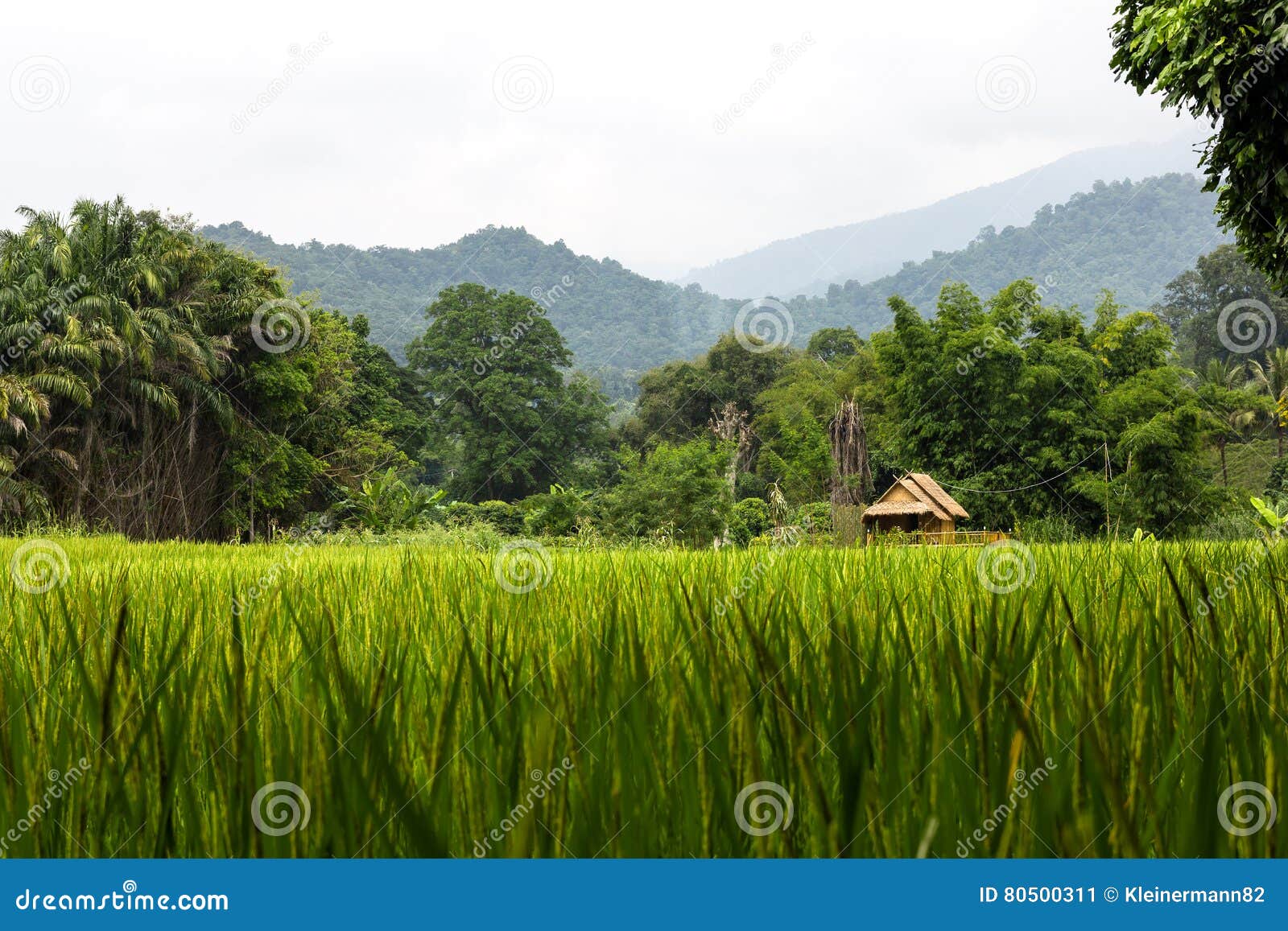 A rice field in Asia stock image. Image of crop, beautiful - 80500311