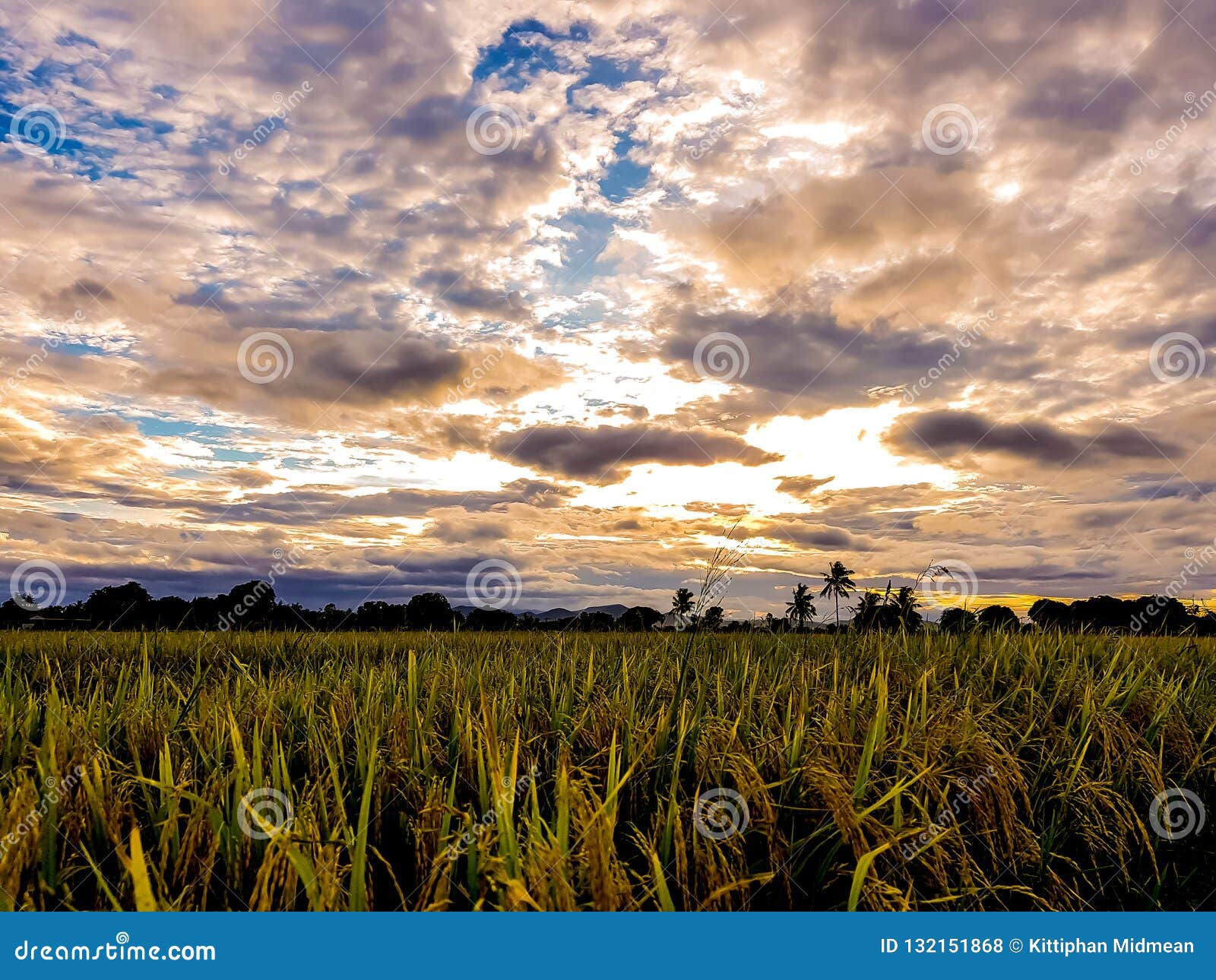 Rice field in the evening stock photo. Image of evening - 132151868