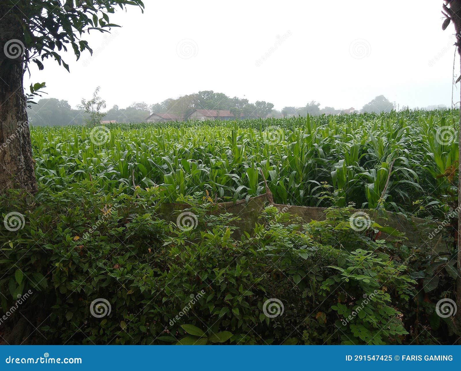 Rice Field Atmosphere in the Morning Corn Plants ???? Stock Image ...