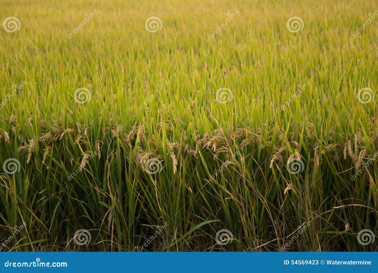 Rice field in the autumn stock image. Image of crop, agriculture - 54569423
