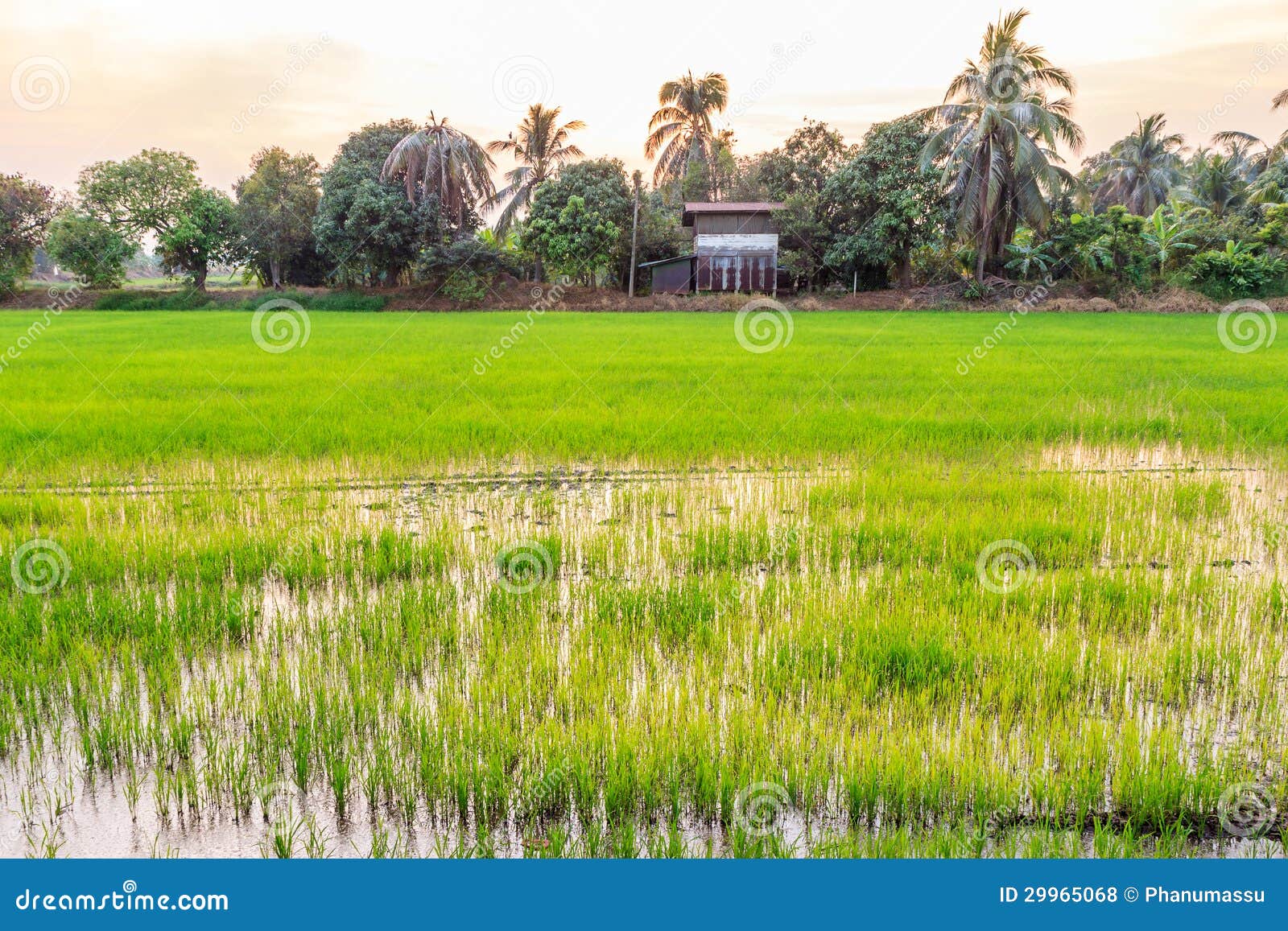 Rice field stock photo. Image of food, natural, growth - 29965068