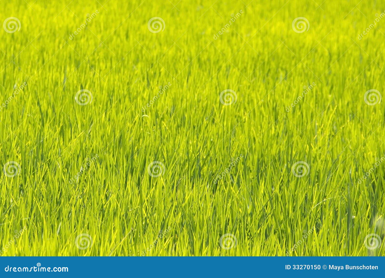 Rice field stock photo. Image of grow, cultivate, freshness - 33270150