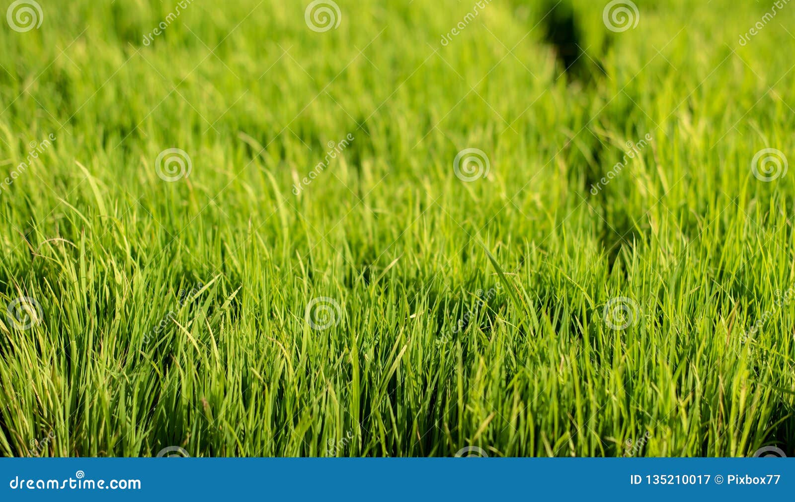 Rice field background stock image. Image of plantation - 135210017