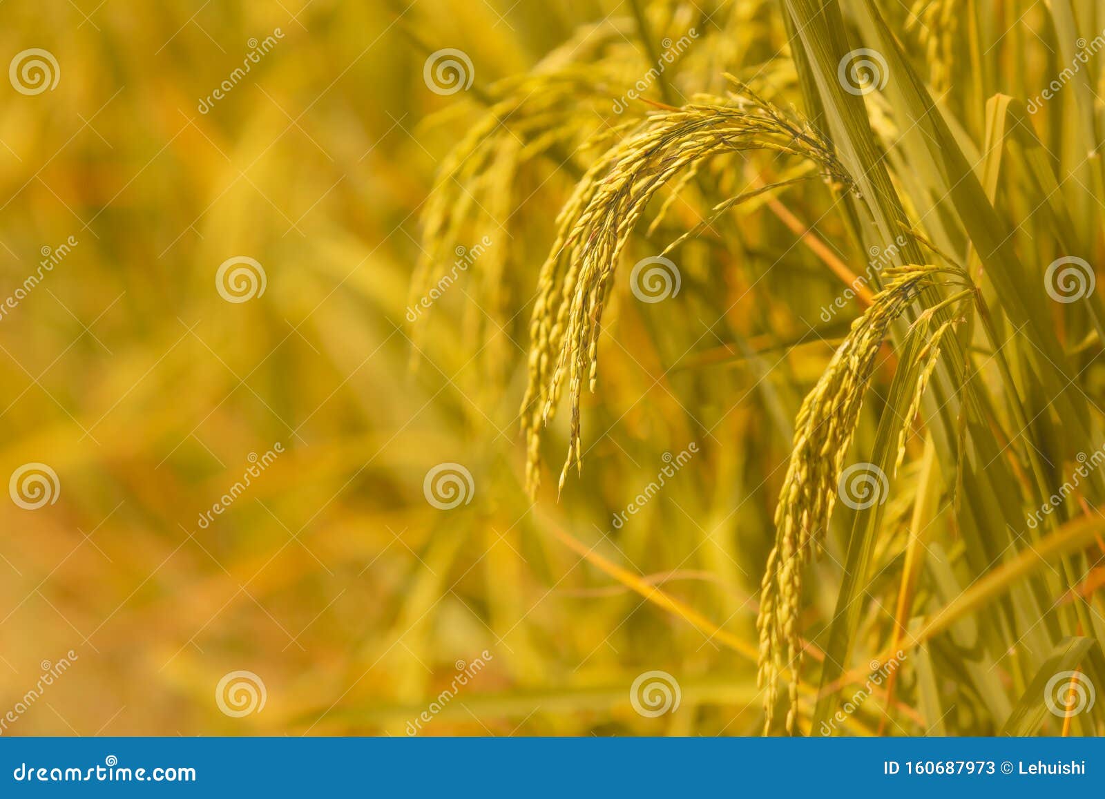 Rice Field Background with Blank Space Stock Image - Image of autumn ...