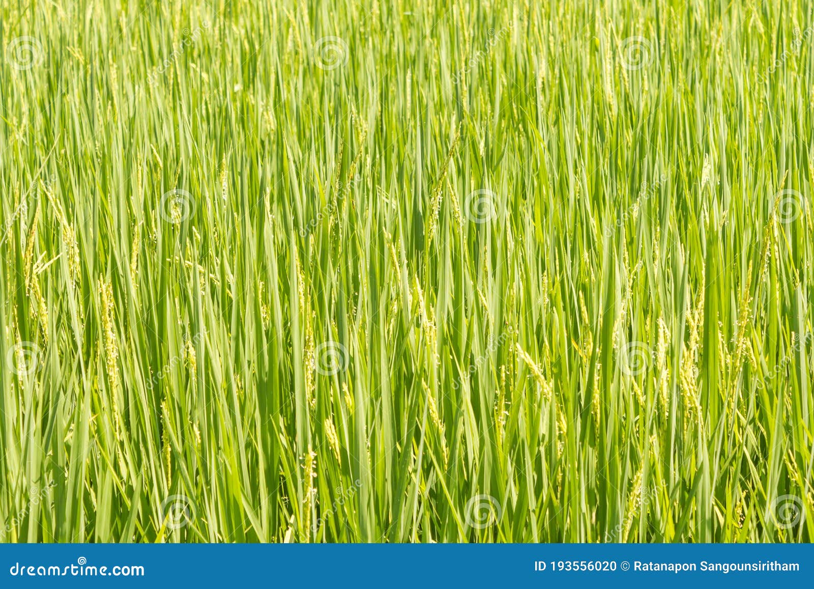 Rice Field Background, Green Background. Stock Photo - Image of ...