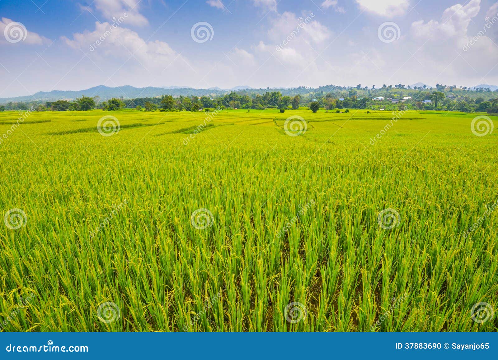 Rice Field Background Landscape. Stock Photo - Image of asian, farm ...