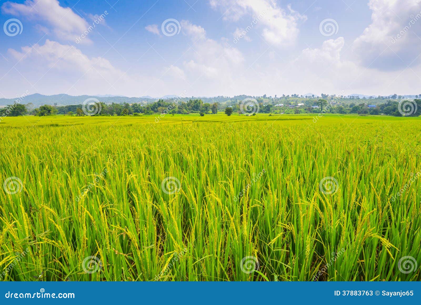 Rice Field Background Landscape. Stock Image - Image of heap, food ...