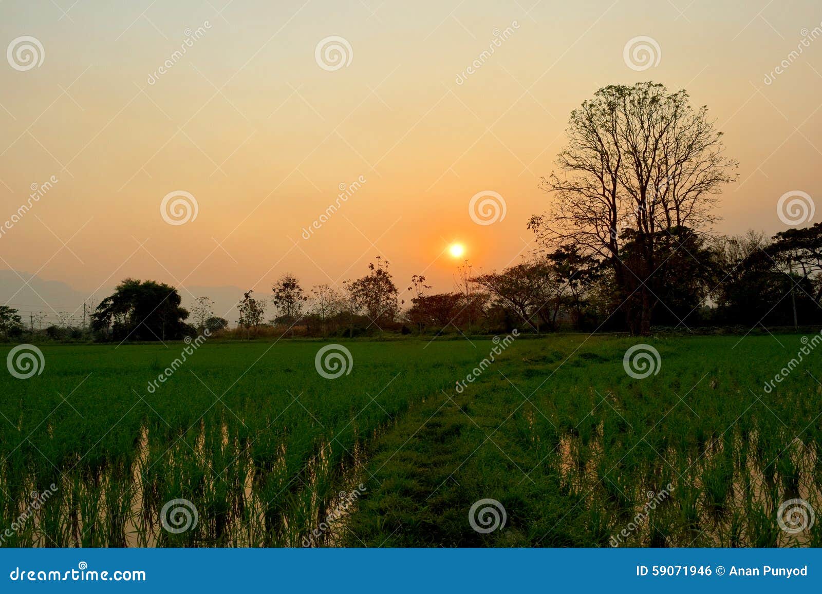 Rice Field Backlit Tree and Sun Light in Evening Day Stock Photo ...