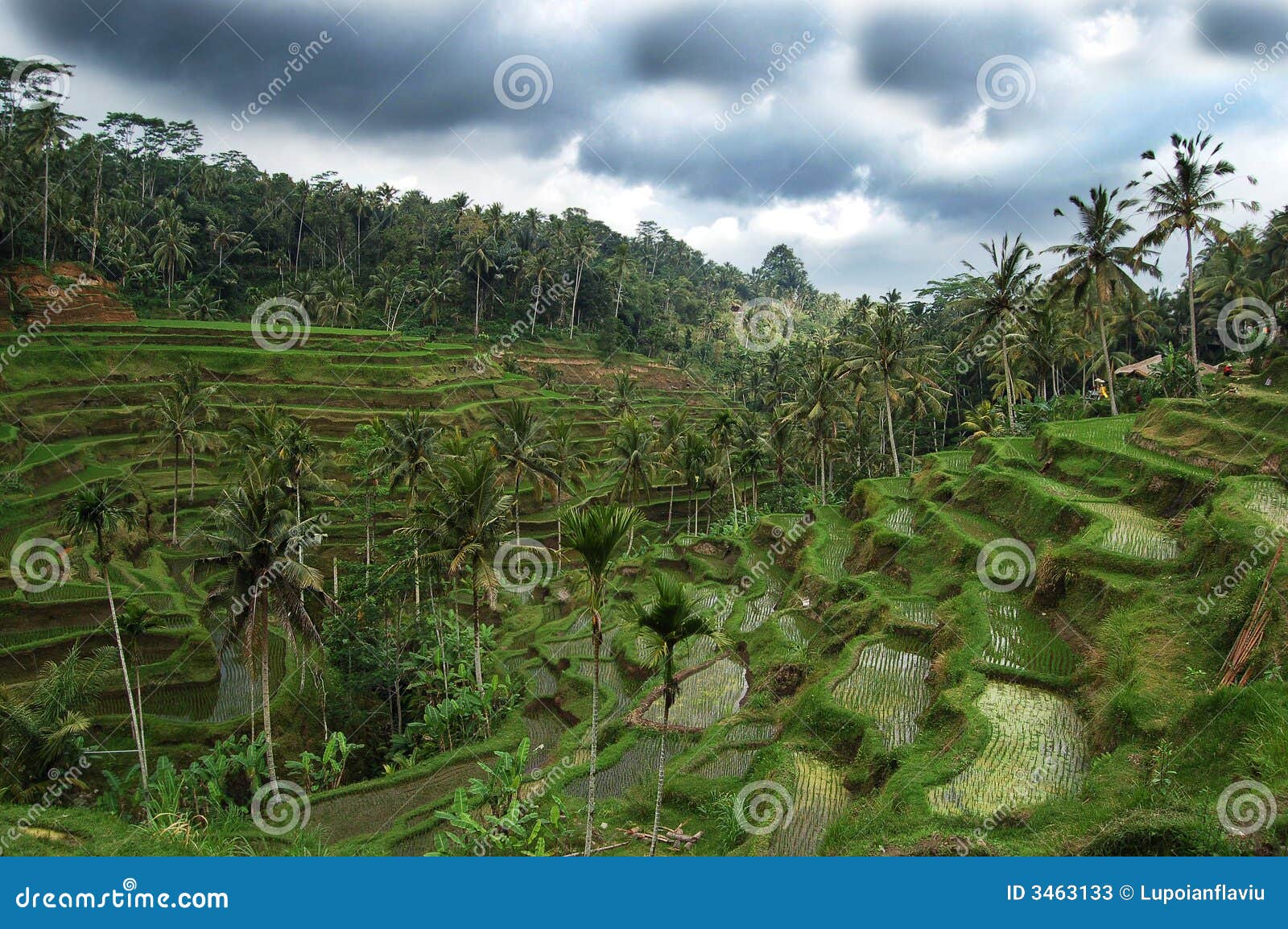 Rice field in Bali stock image. Image of grains, exotic - 3463133