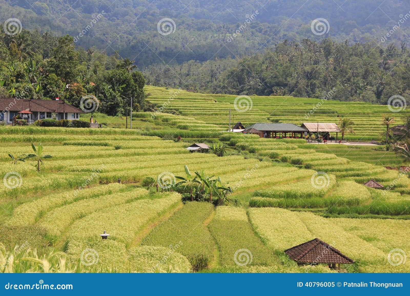 Rice Field in Bali stock image. Image of agriculture - 40796005