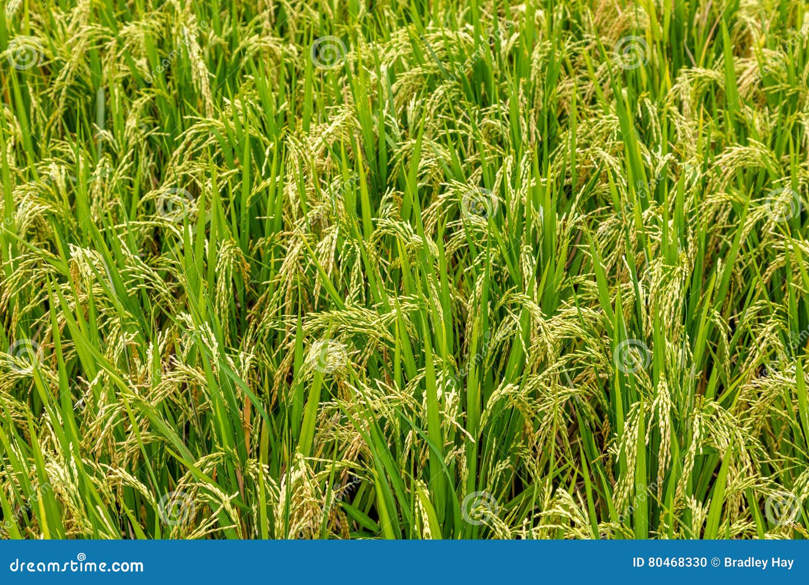 Rice Field, Bali Island, Indonesia Stock Photo - Image of natural ...