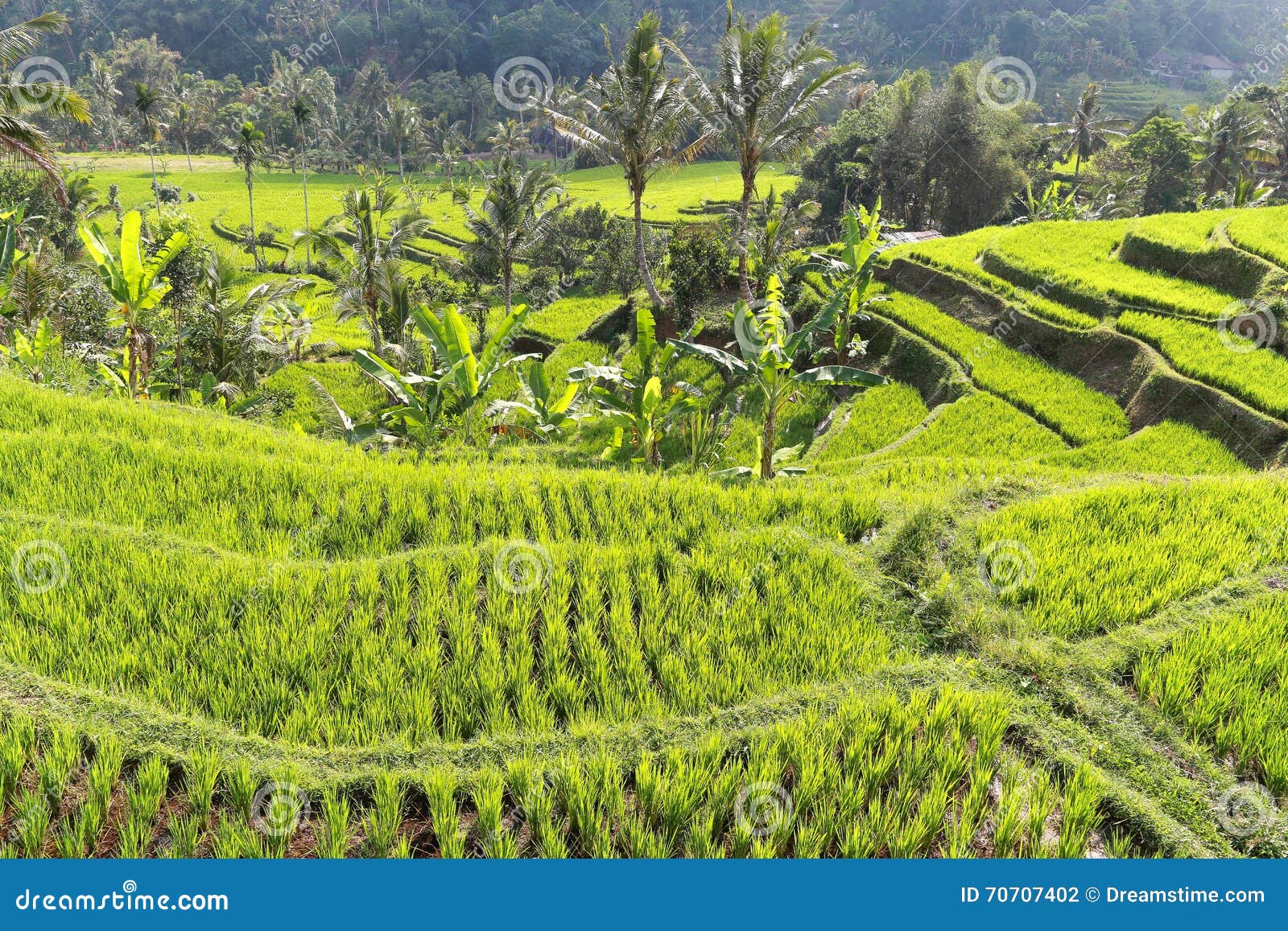 Rice Field Bali Ubud stock photo. Image of plant, lines - 70707402