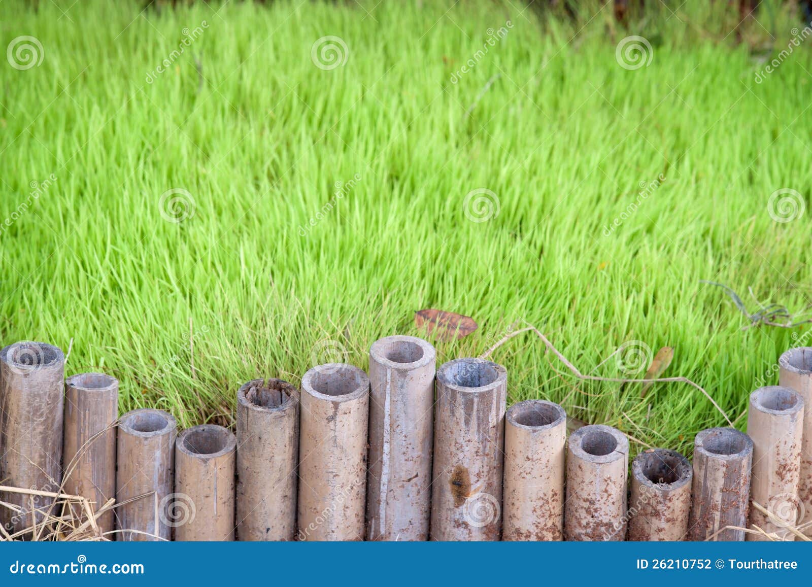 Rice field and bamboo stock photo. Image of asia, green - 26210752