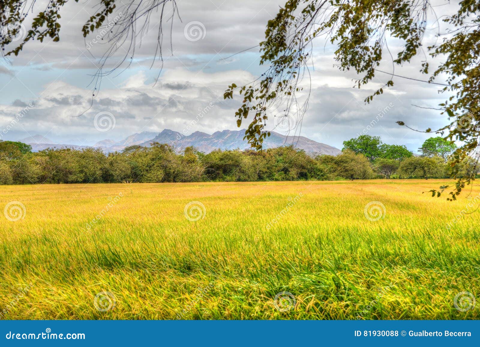 Rice Field stock photo. Image of field, ripe, farming - 81930088