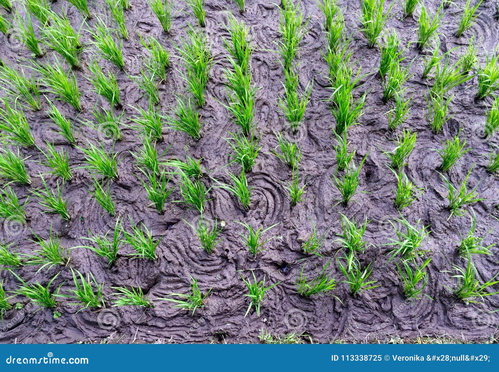 Rice field stock image. Image of beautiful, fresh, patterns - 113338725