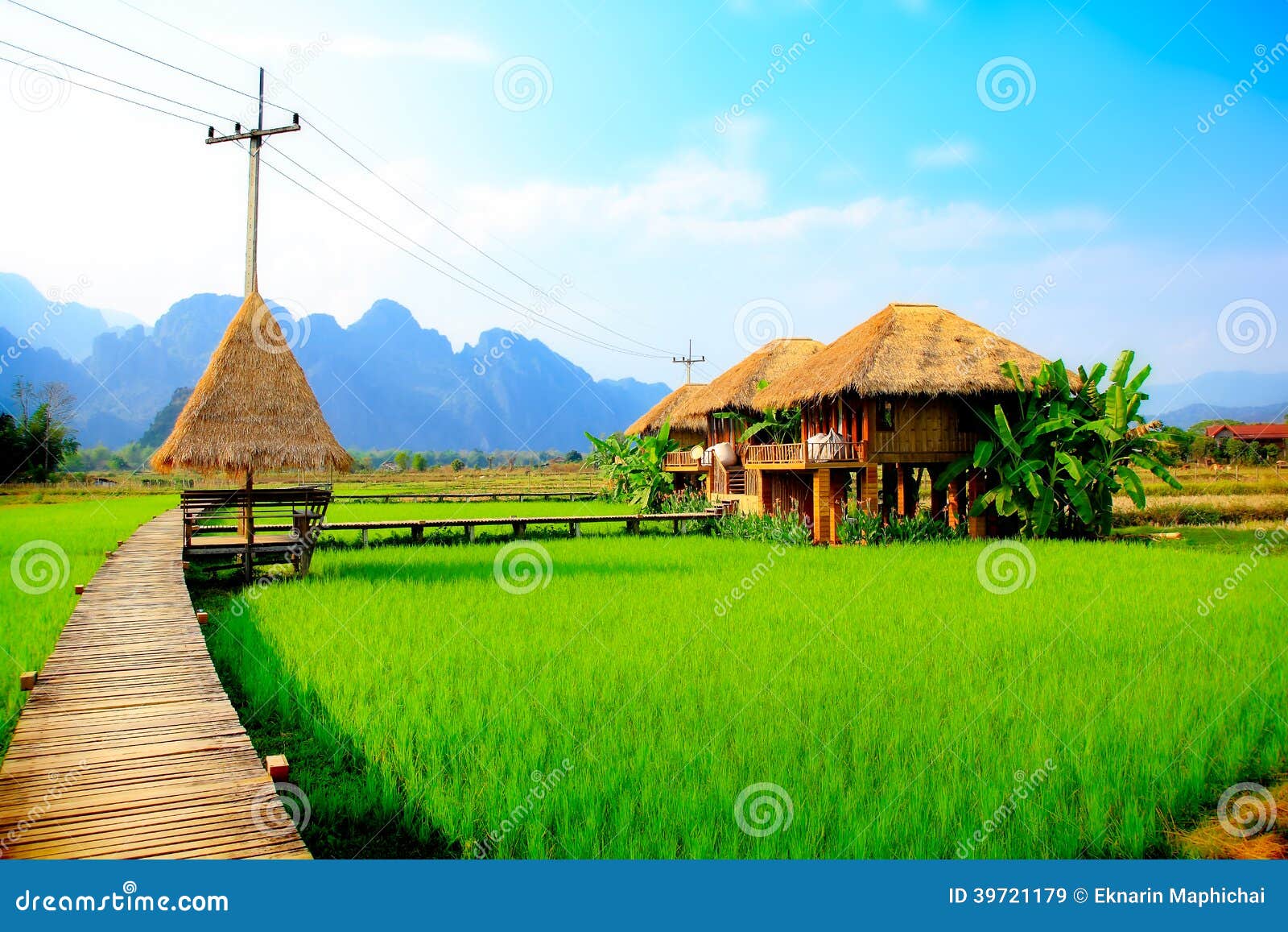 Rice field stock image. Image of nature, vang, landscape - 39721179