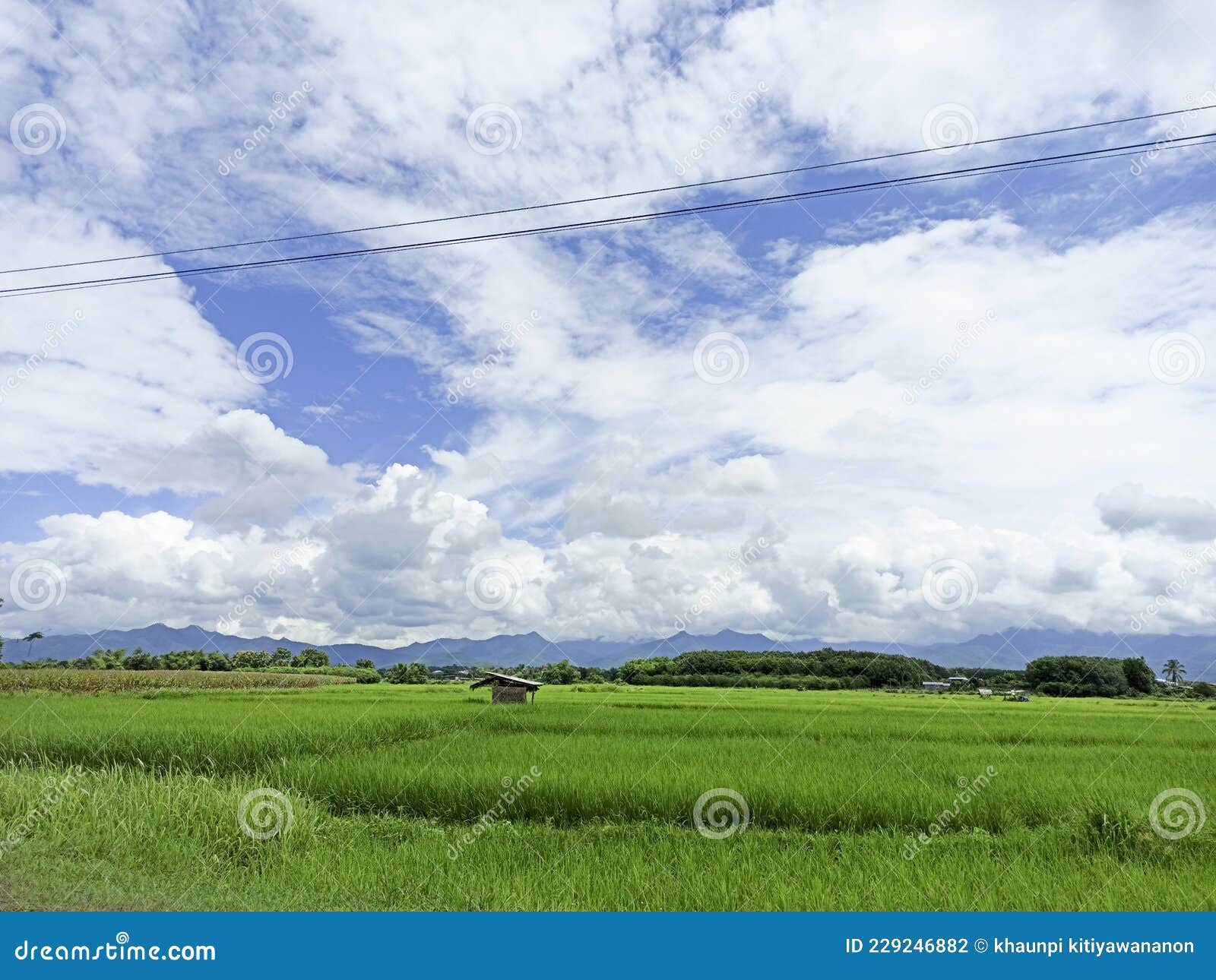 Rice Field in the Big Forest Stock Photo - Image of agriculture, view ...