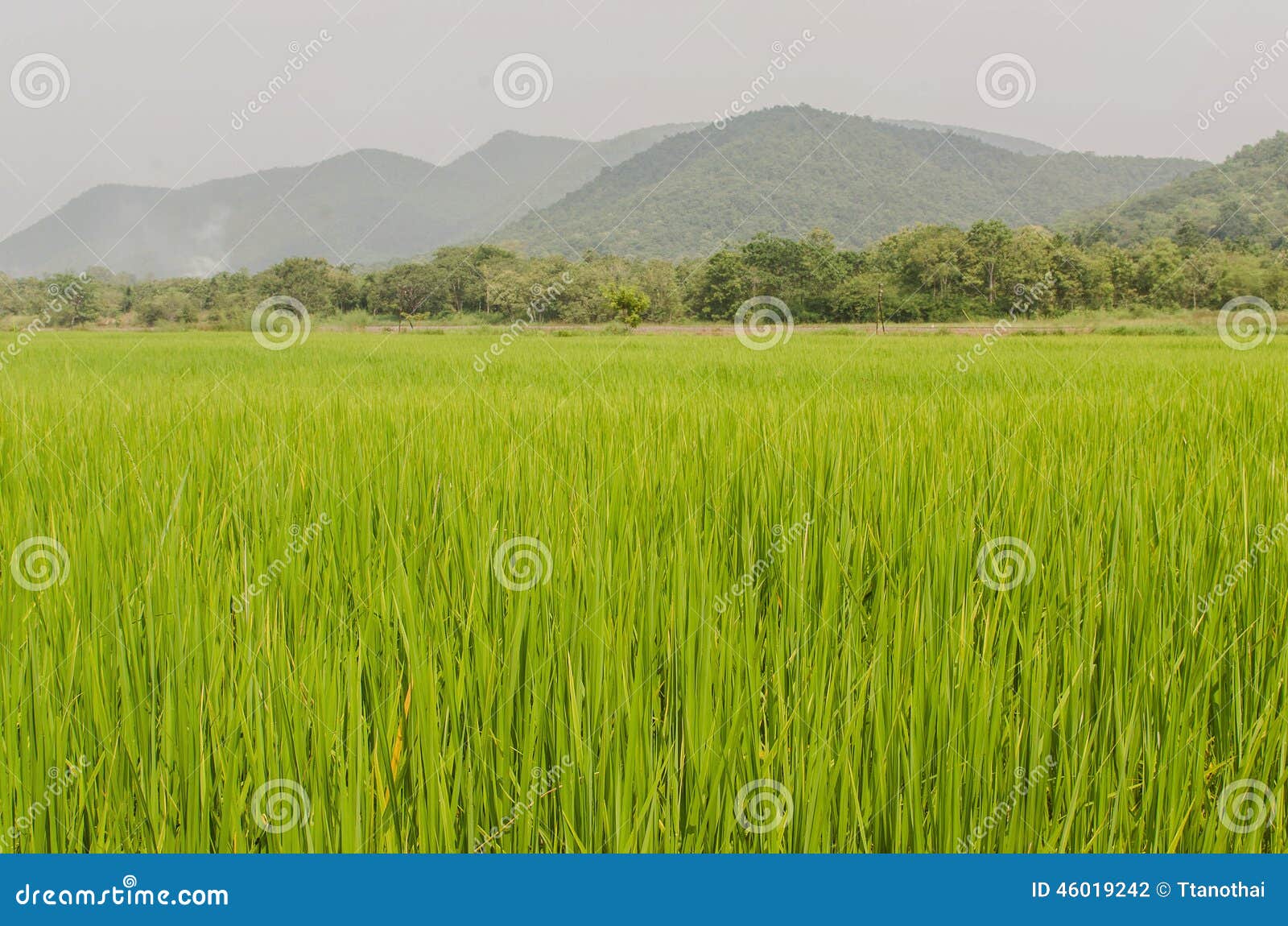 Rice Field and Big Mountain Stock Photo - Image of macro, cereal: 46019242