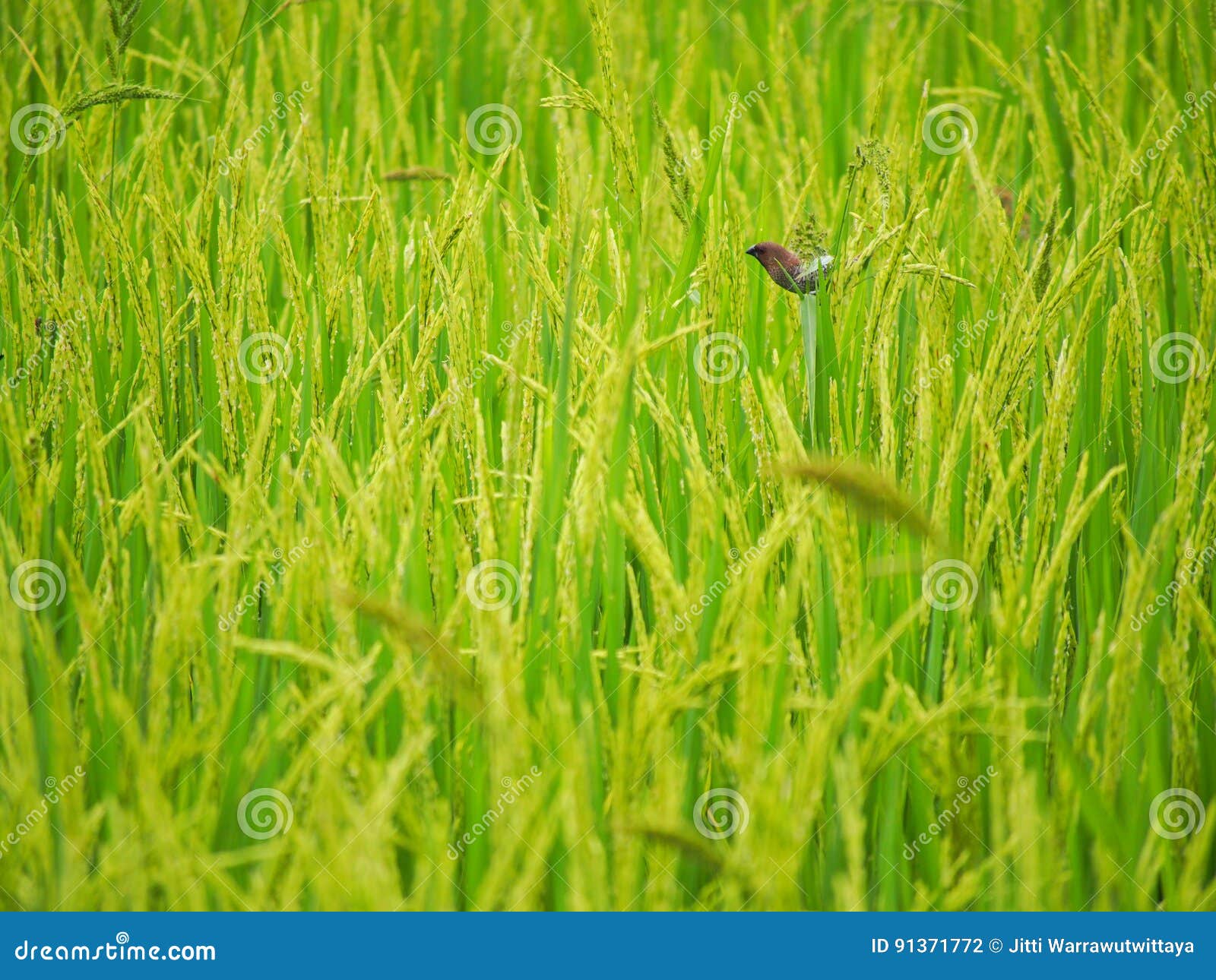 Rice Field with bird stock photo. Image of bird, farm - 91371772