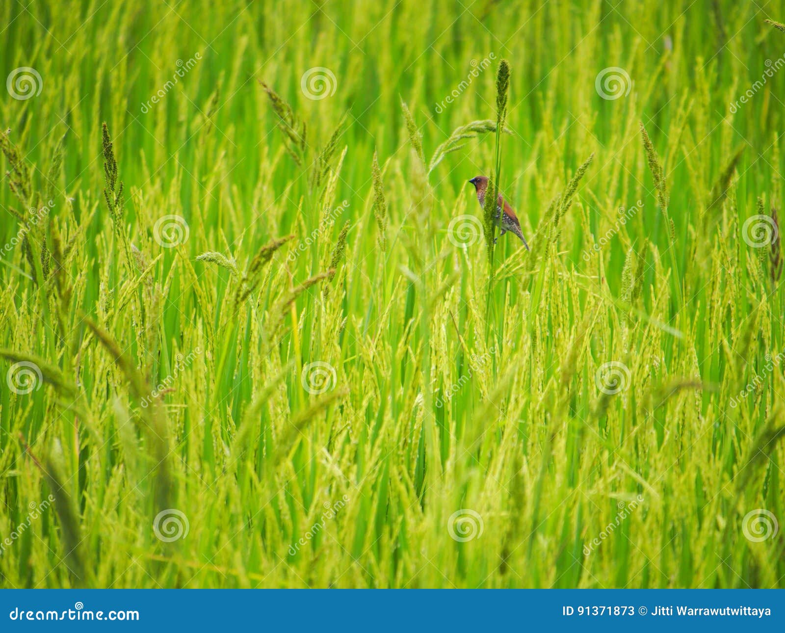 Rice Field with bird stock image. Image of ecoregion - 91371873