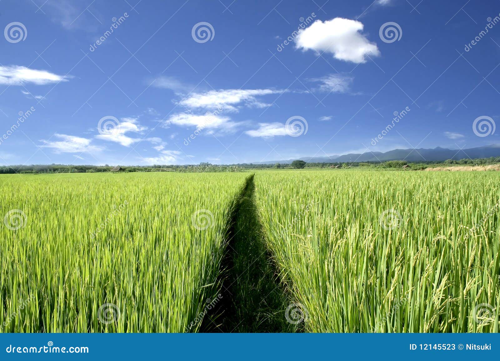Rice field and blue sky stock image. Image of field, breakfast - 12145523